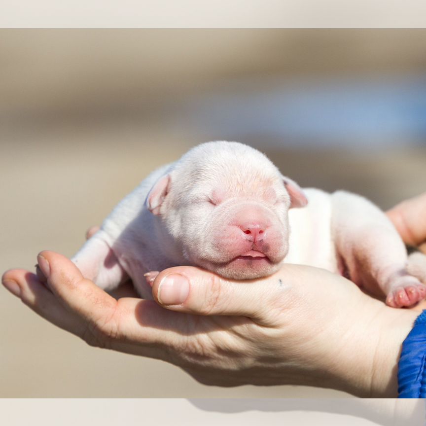 Американский булли, щенок