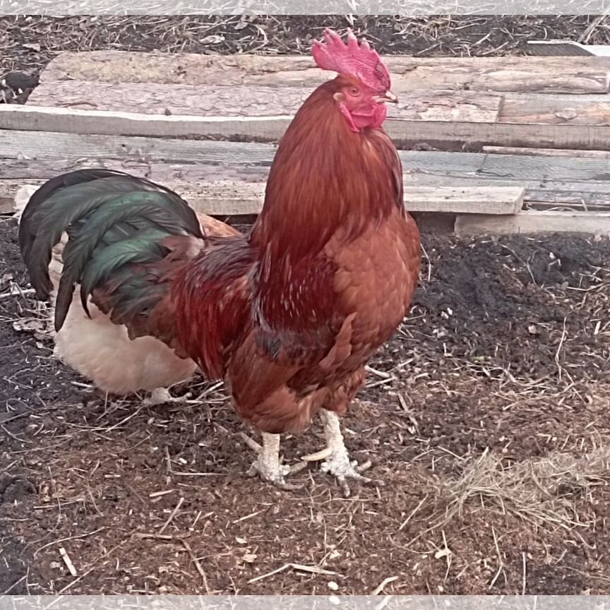 Куры брама, петух