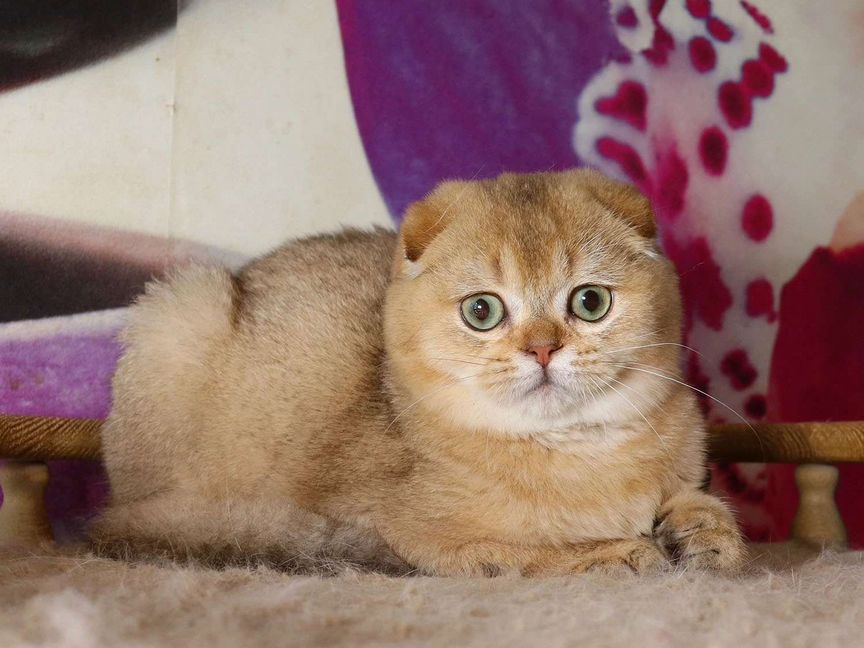 Шотландский вислоухий котик (скоттиш фолд)
