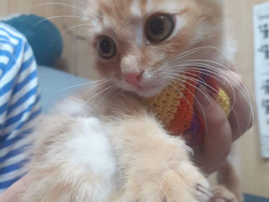 Котята в добрые руки бесплатно