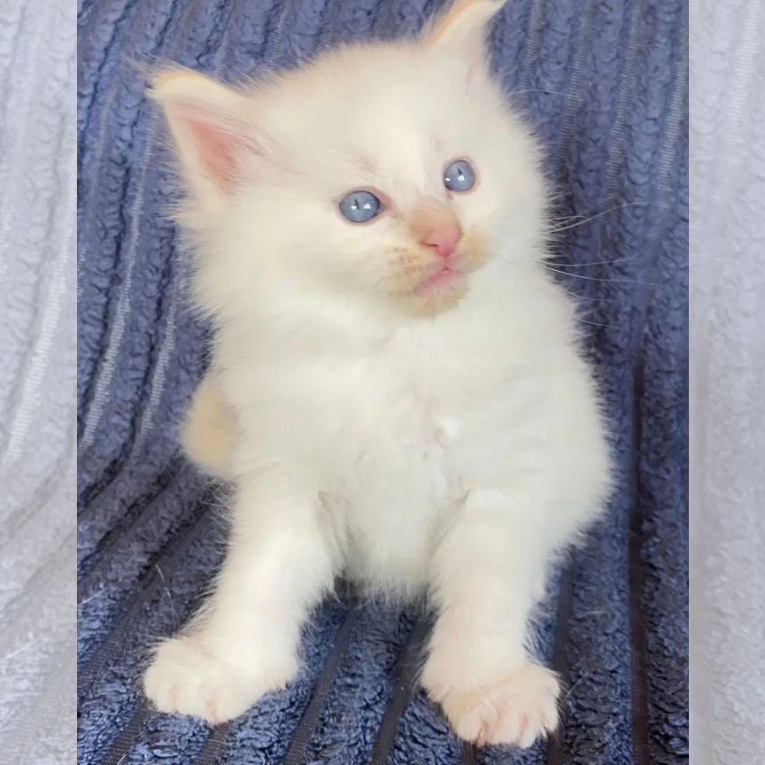 Сибирский котёнок