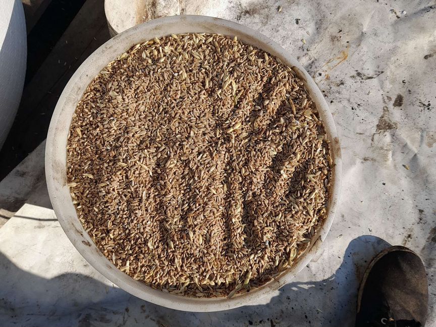 Зерноотходы(пшеница) в мешках по 25кг