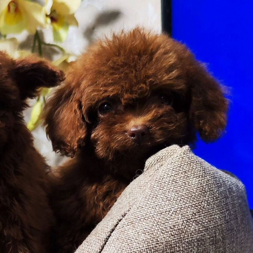 Той-пудель, щенок