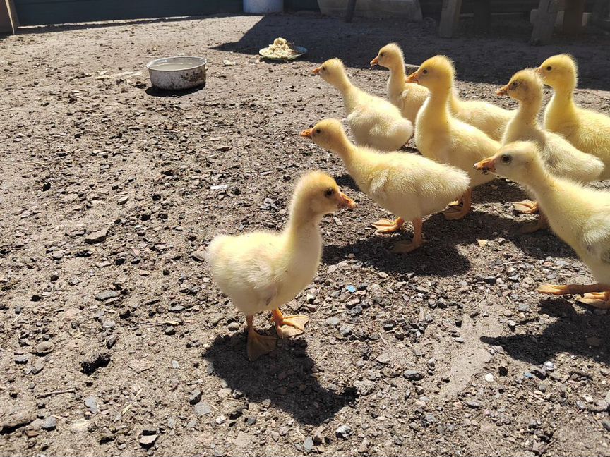 Гусята Линда