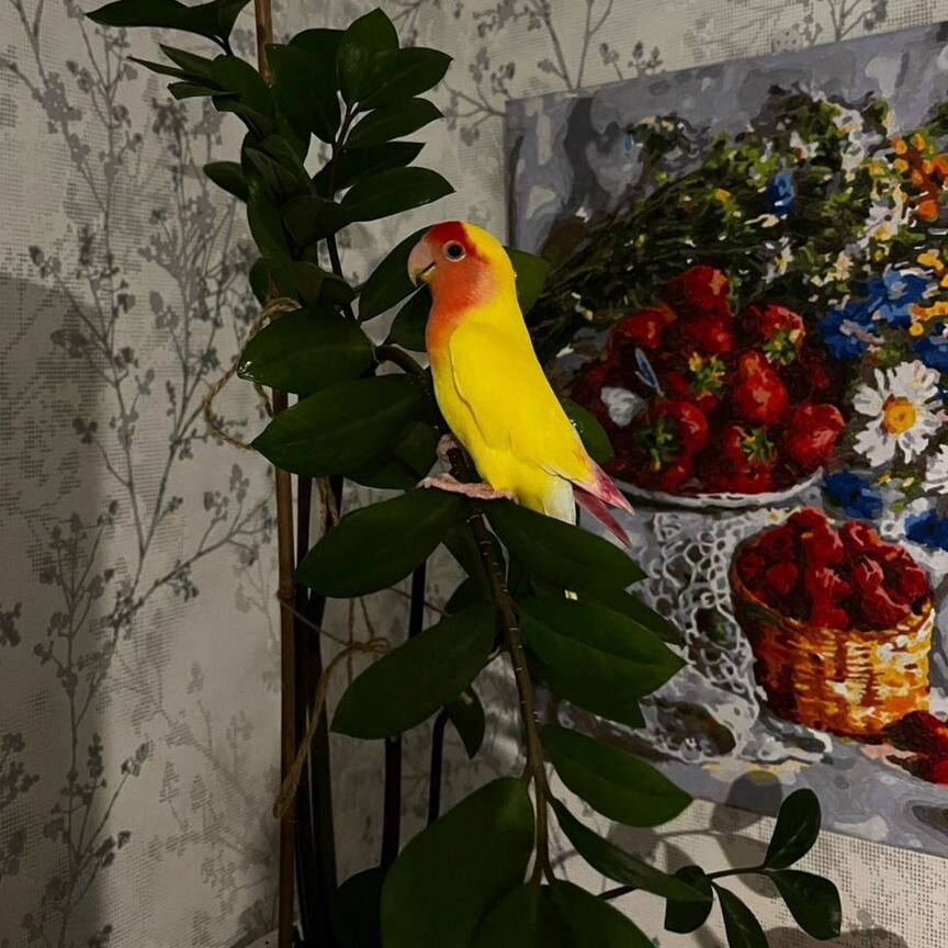 Попугаи Неразлучники