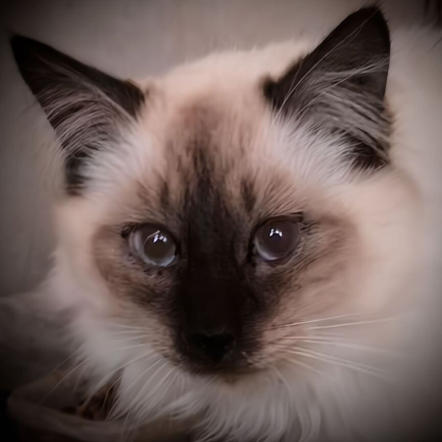 Балинезийский котёнок