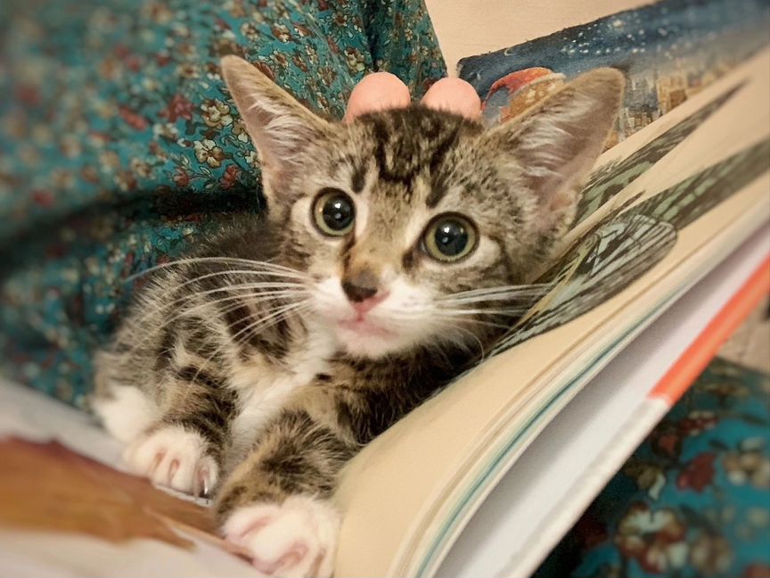 Котенок девочка