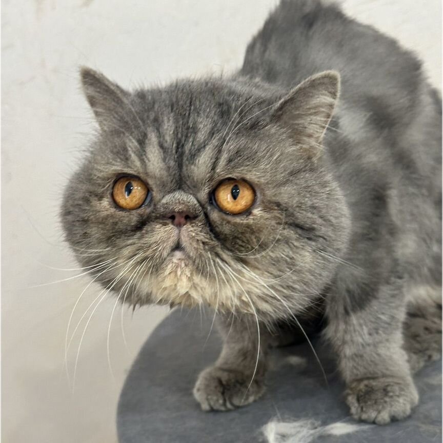 Экзотический короткошёрстный, взрослый кот