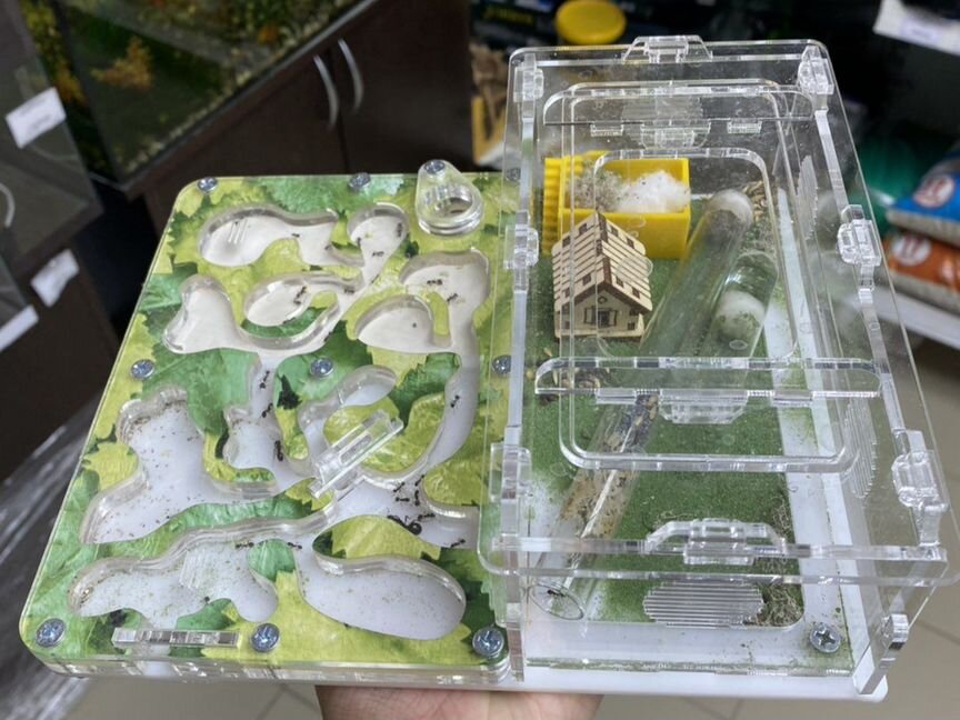 Муравьиная ферма с муравьями