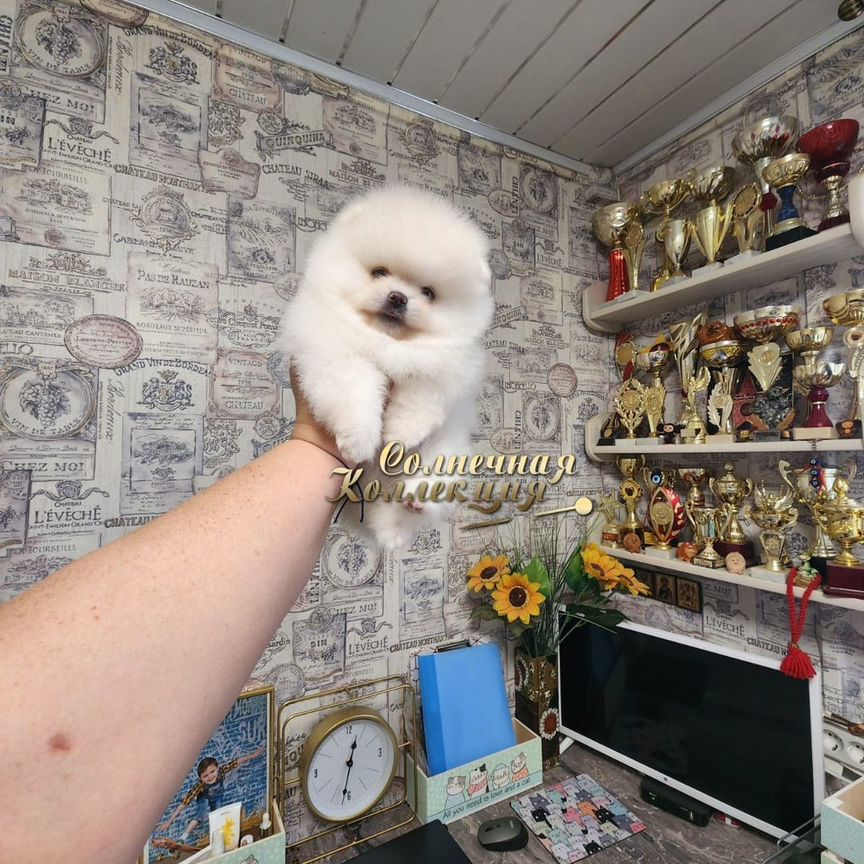 Померанский шпиц девочка