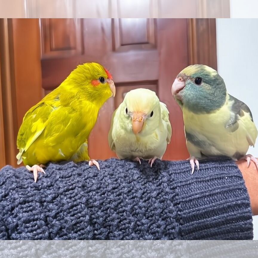 Попугай Какарик выкормыш птенцы