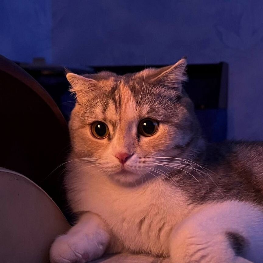 Отдаю кошечку в добрые руки