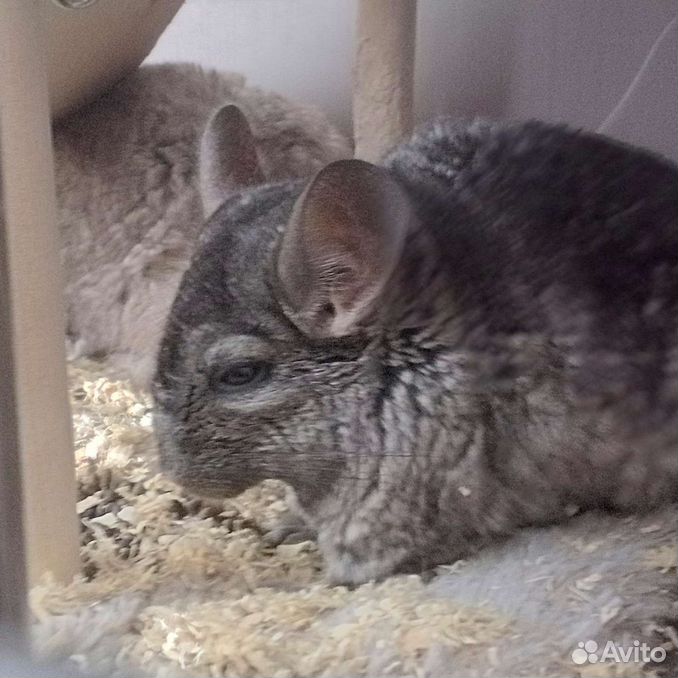 Семья шиншилл