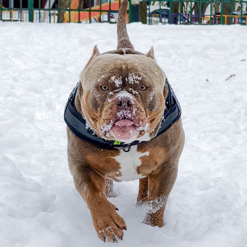 Американский булли стандарт вязка