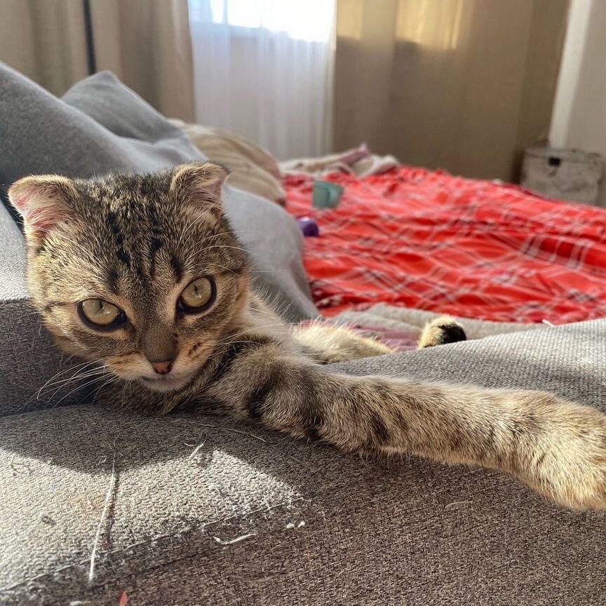 Ищем кошку для вязки