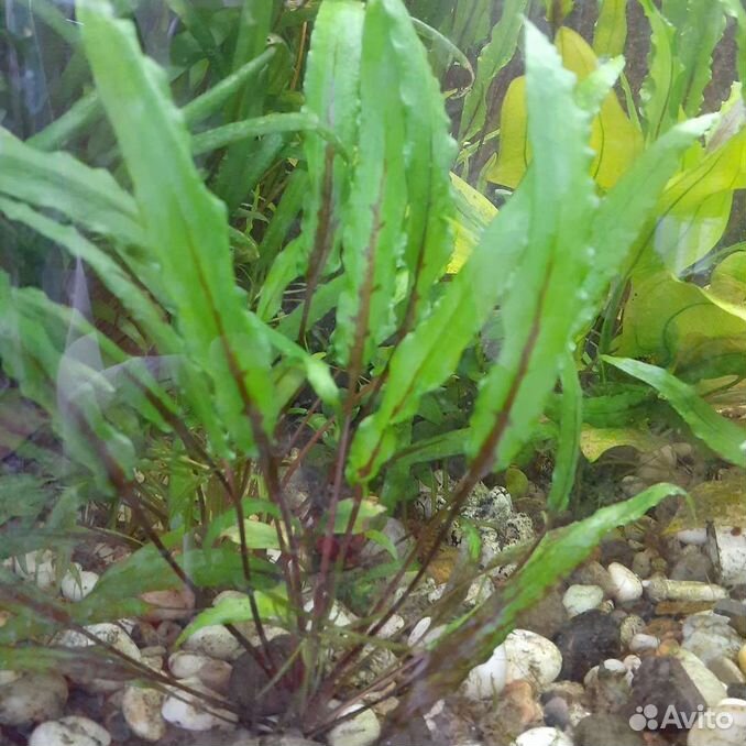 Криптокарина зелёная