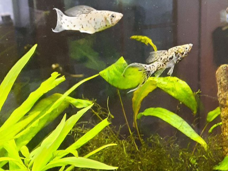 Рыбки меченосцы лирохвостые долматинцы