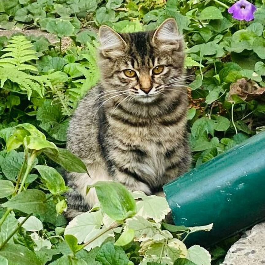 Котик бесплатно в добрые руки