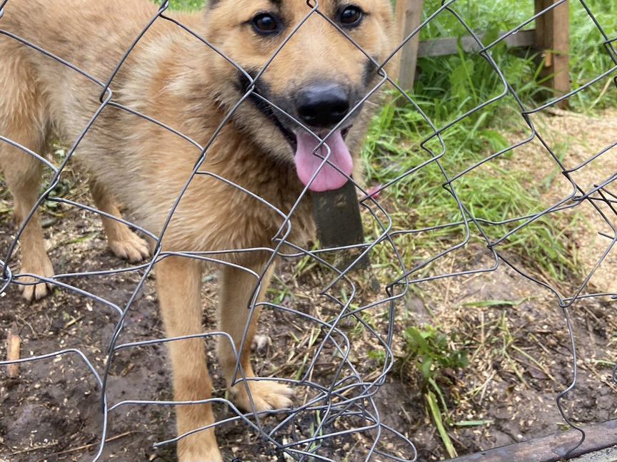 Собака выживает одна на участке, ее бросил хозяин