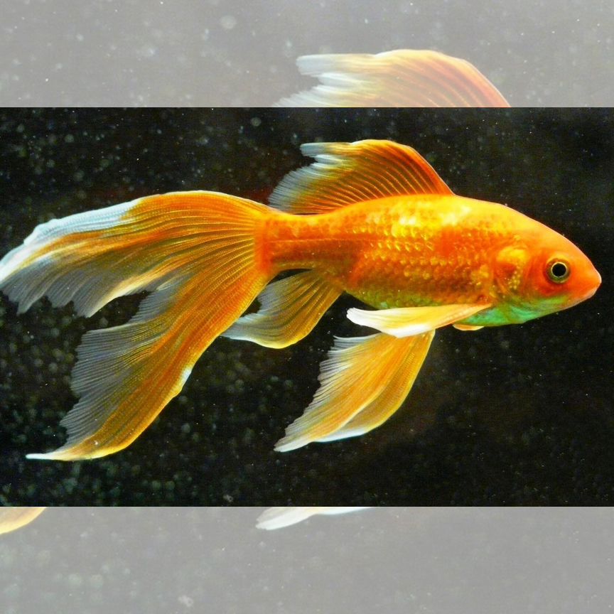 Аквариумные и прудовые рыбы