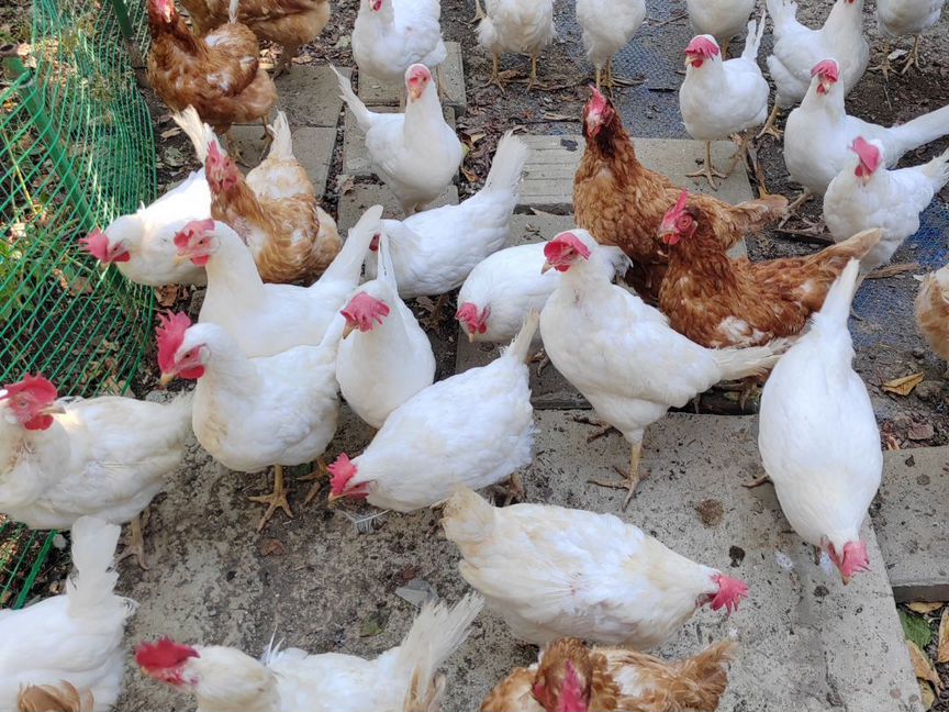 Куры несушки