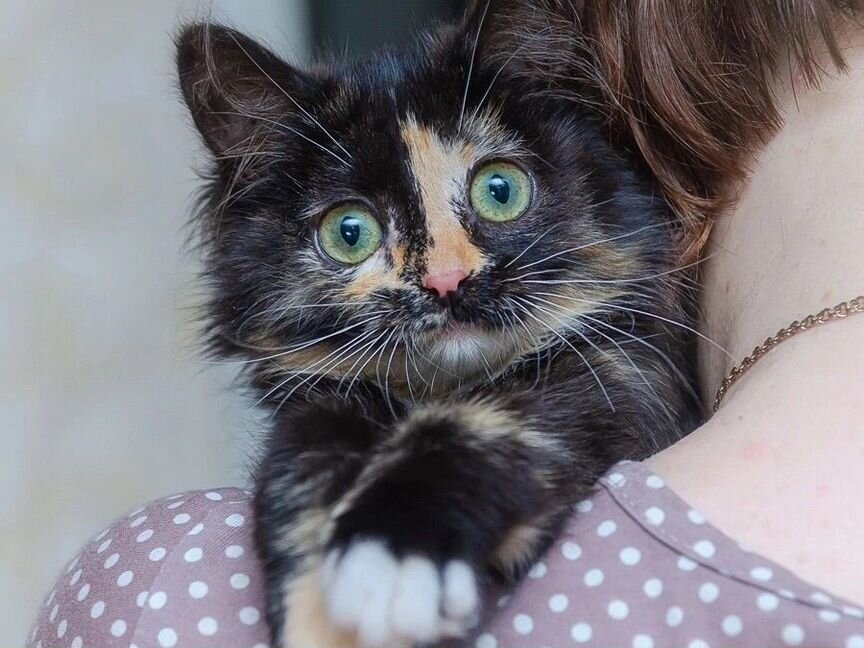 Расписная акварелька Маруся (3 мес.) ищет свой дом