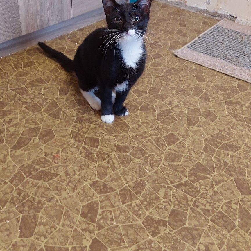 Котенок Мальчик Бесплатно