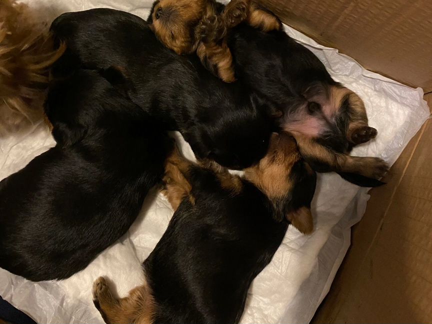 Продажа щенков йорка