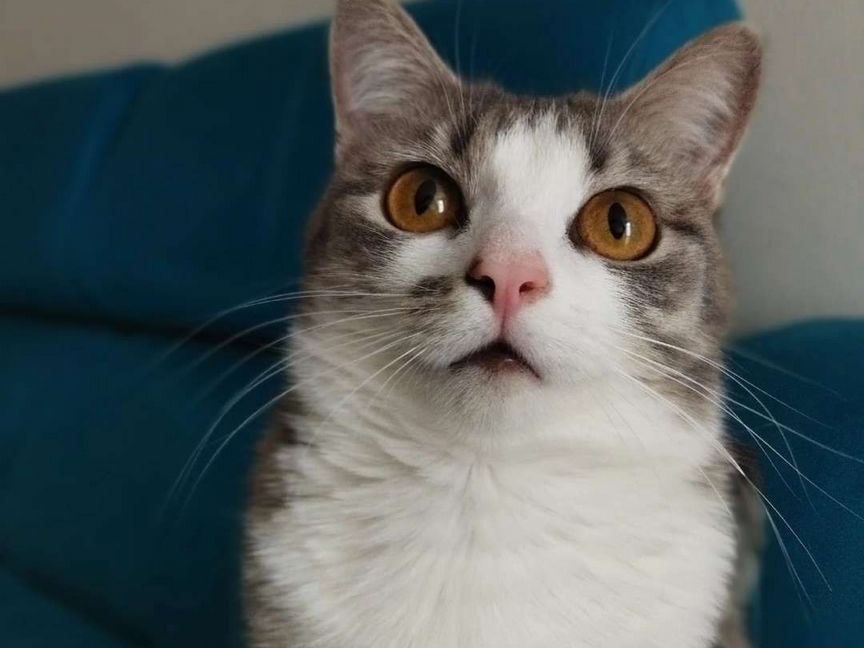 Кошара-малышара в поисках родителей