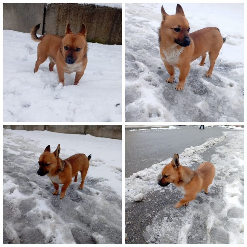 Собака в добрые руки