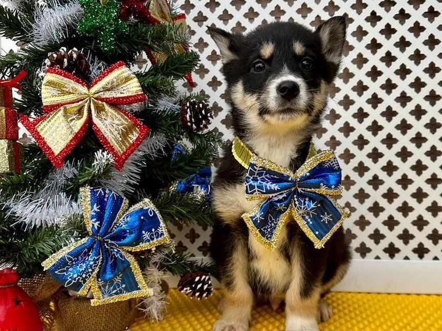 Малыш Макс ищет дом