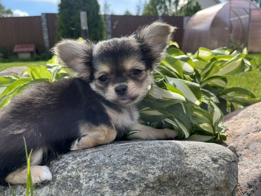 Девочка чихуа 2 месяца