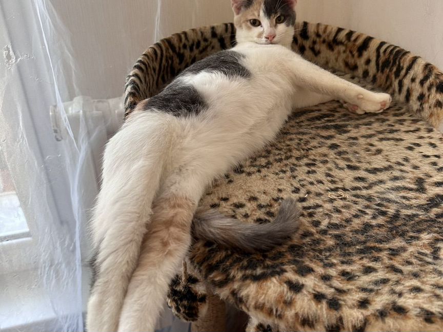 Маленькая Киса