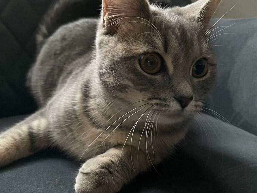 Котенок в добрые руки