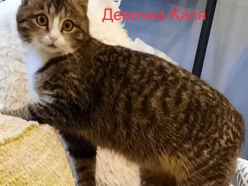Котята девочка и мальчик 4,5 месяца