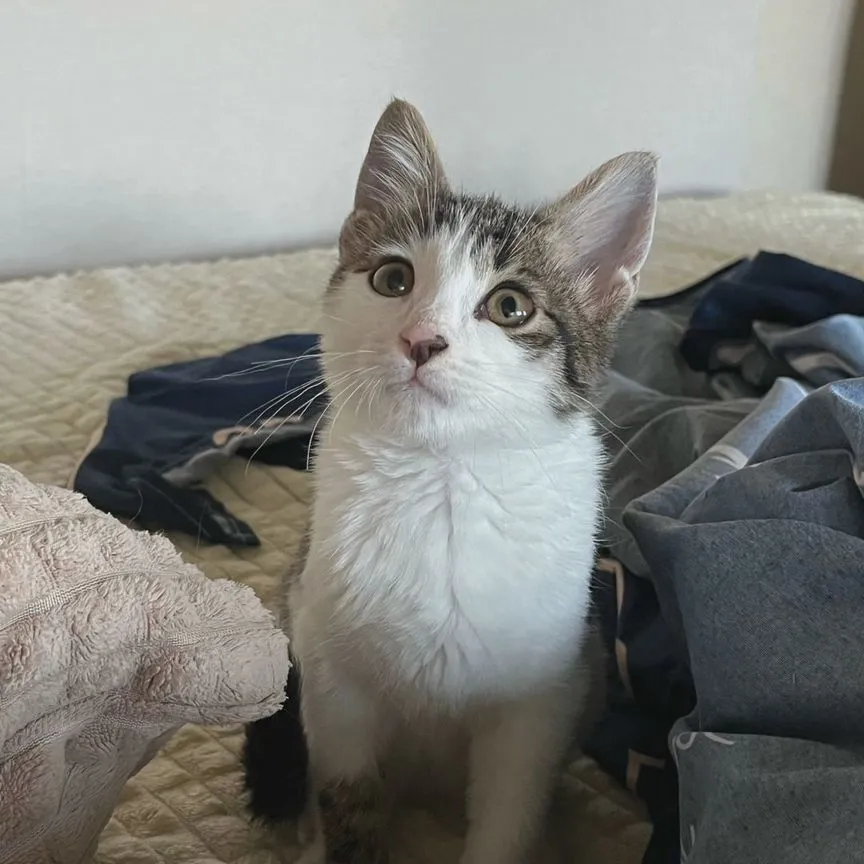 Котенок-милашка