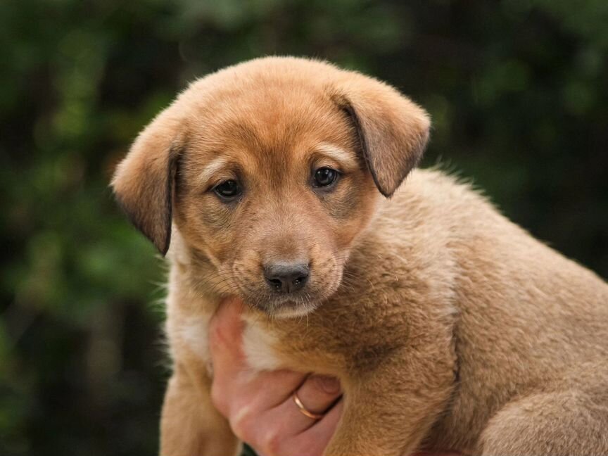 Карапузики-щенки в ваш дом