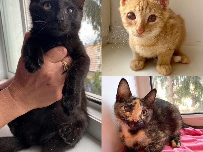 Особенные котята ищут дом