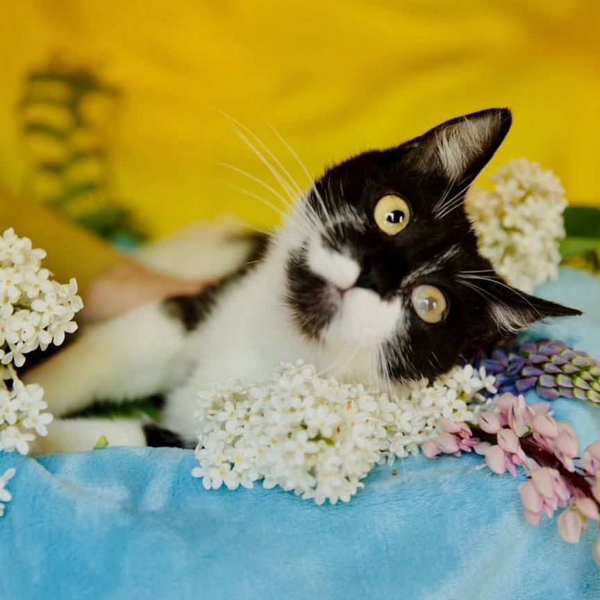 Кошка в добрые руки