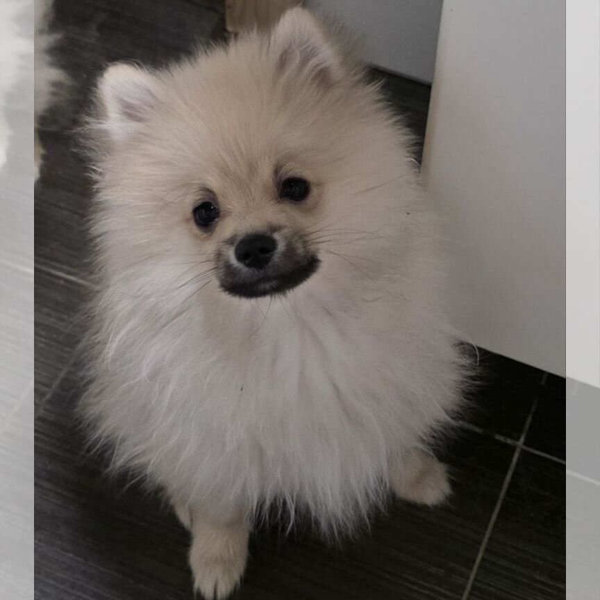 Померанский шпиц, щенок