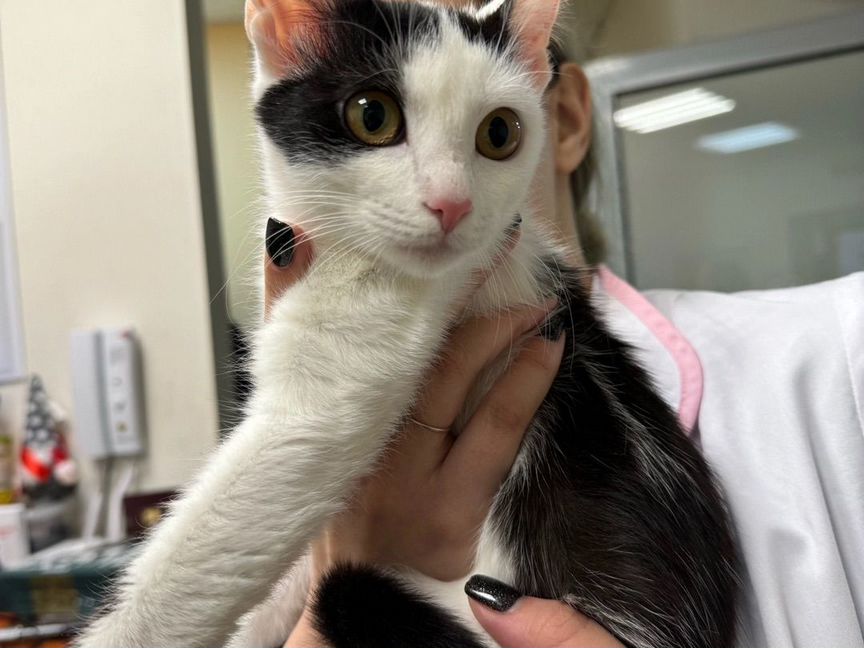 Котенок ищет дом