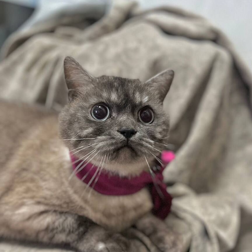 Взрослый кот в добрые руки