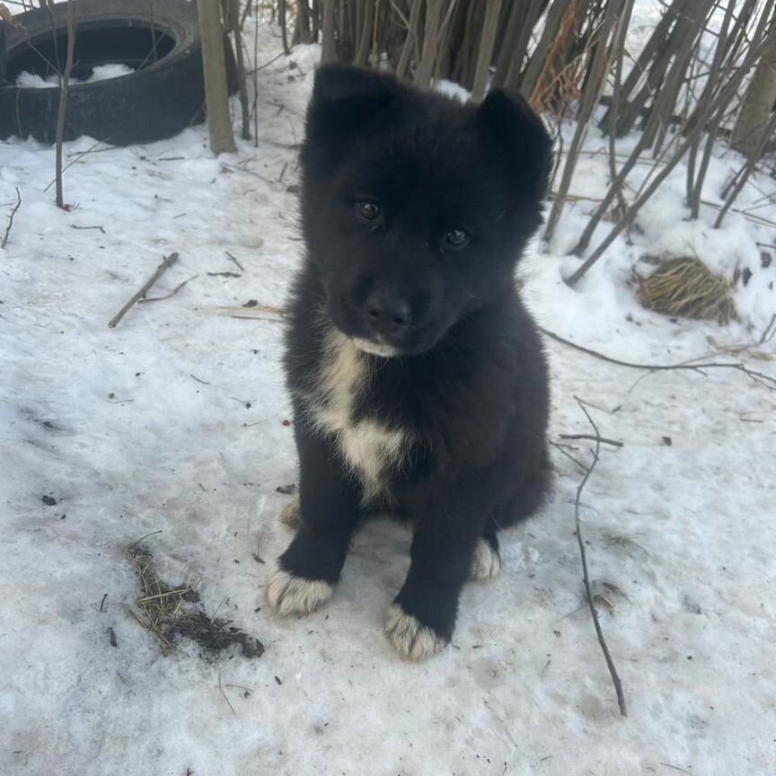 Щенок в добрые руки