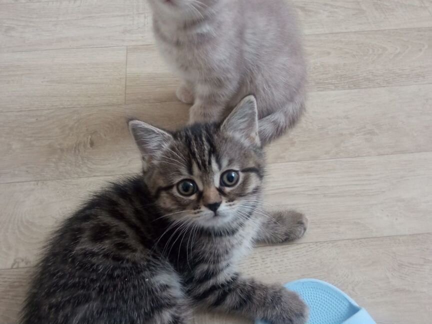 Котята шотландские, 2 месяца, 2.5 тысячи