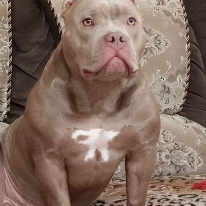 Мальчик буля