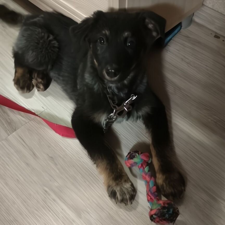 Щенок в добрые руки