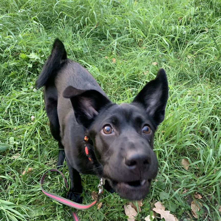 Классный щенок в добрые руки