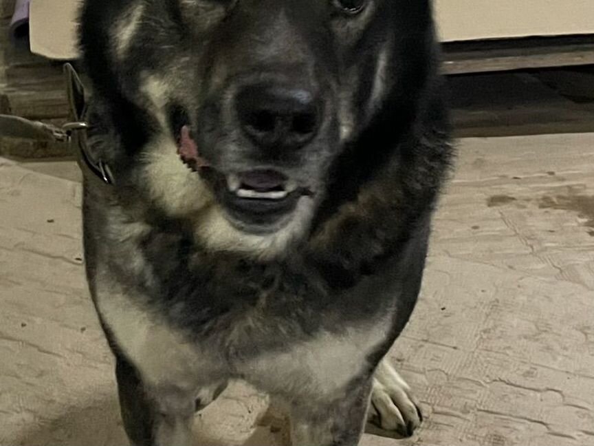 Восточноевропейская овчарка