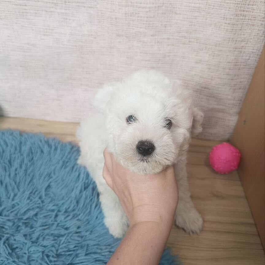 Бишон фризе с документами mini