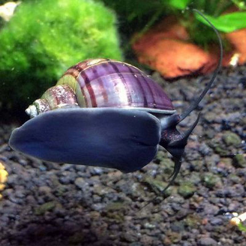 Улитки аквариумные Ампулярии